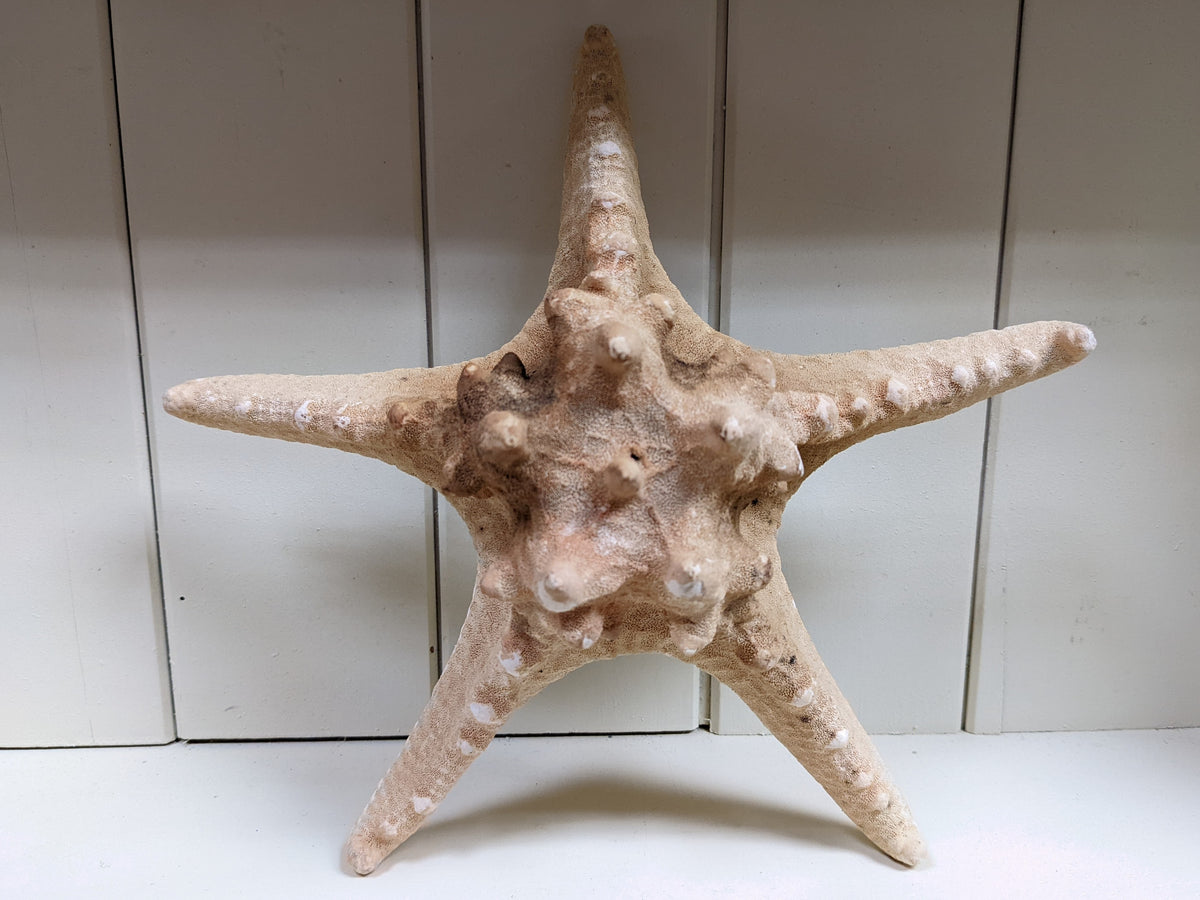 Large Genuine Dried Starfish – Old Bridge Antiques